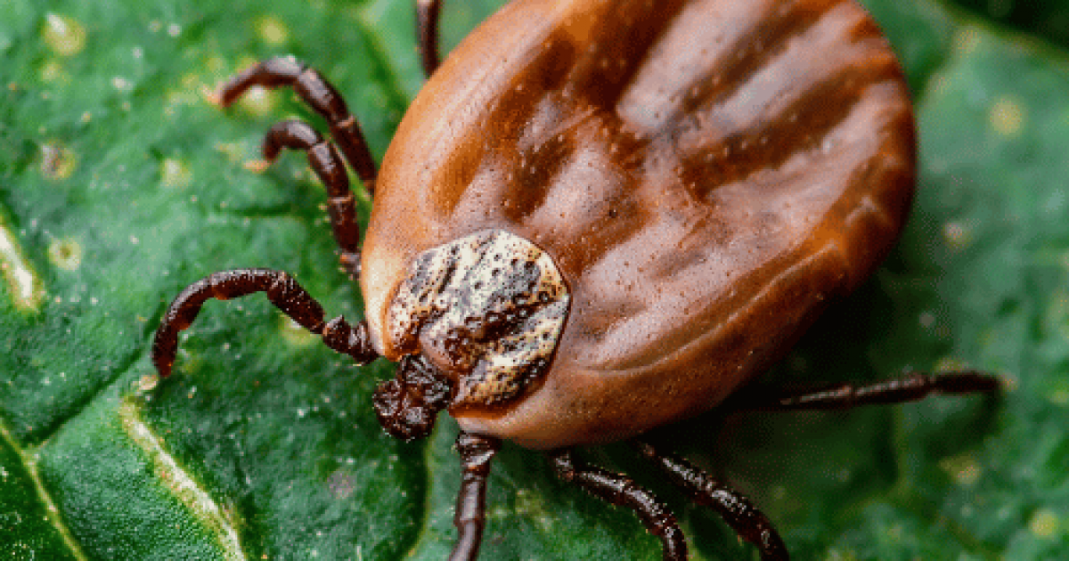 Lyme-kór - Immunközpont