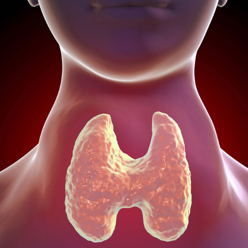 Hashimoto-betegség - Immunközpont